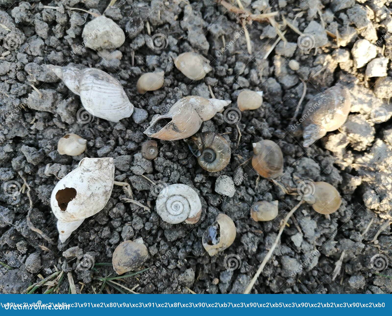 Small empty shells stock photo. Image of boulder, small - 224551570