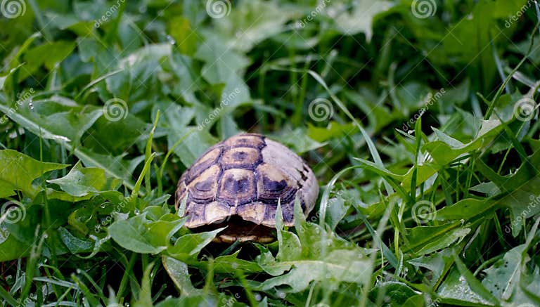 Small Empty Turtle Shell on Green Plants Background Stock Image - Image ...