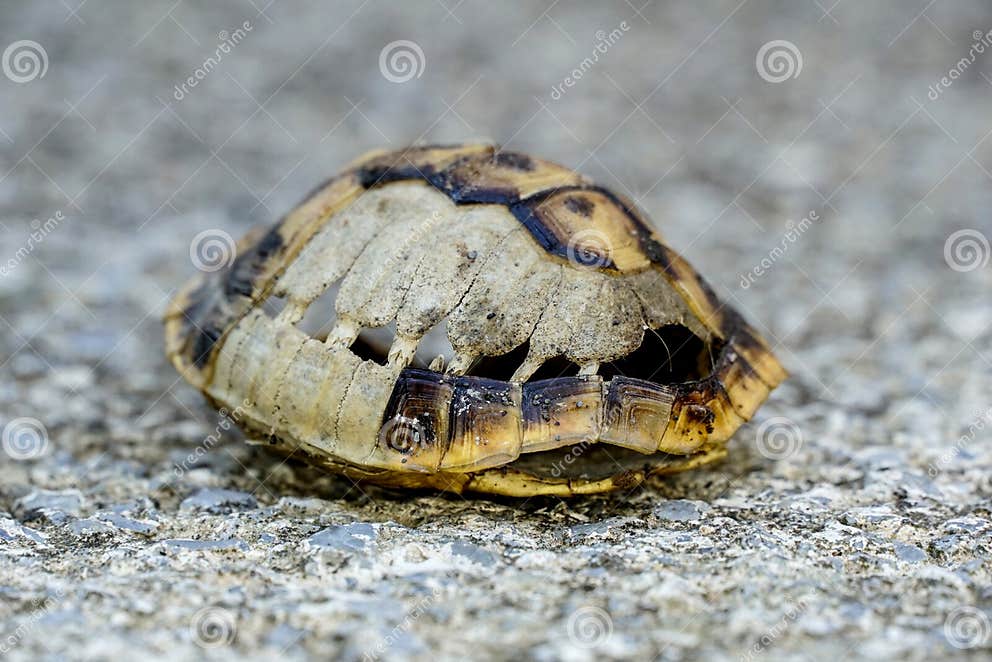 Small Empty Turtle Shell on White Background Stock Photo - Image of ...