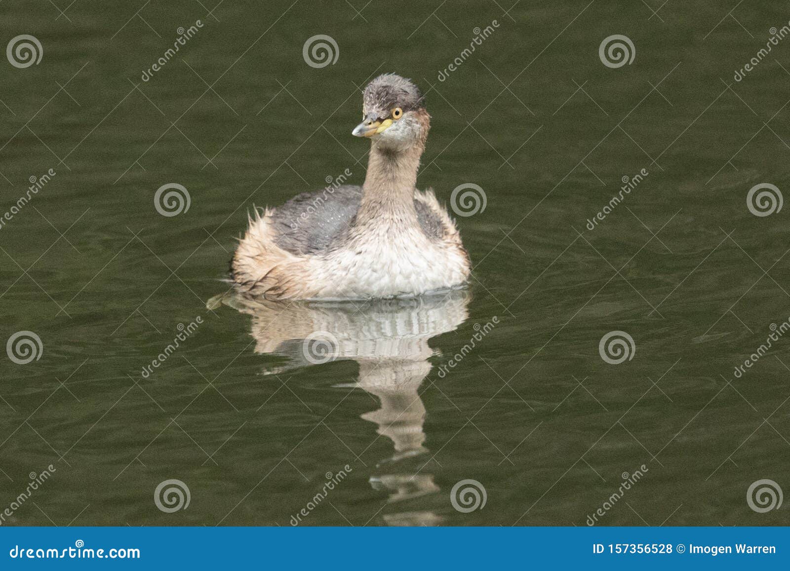 Australian Endemic Grebe stock photo. Image of nature - 157356528