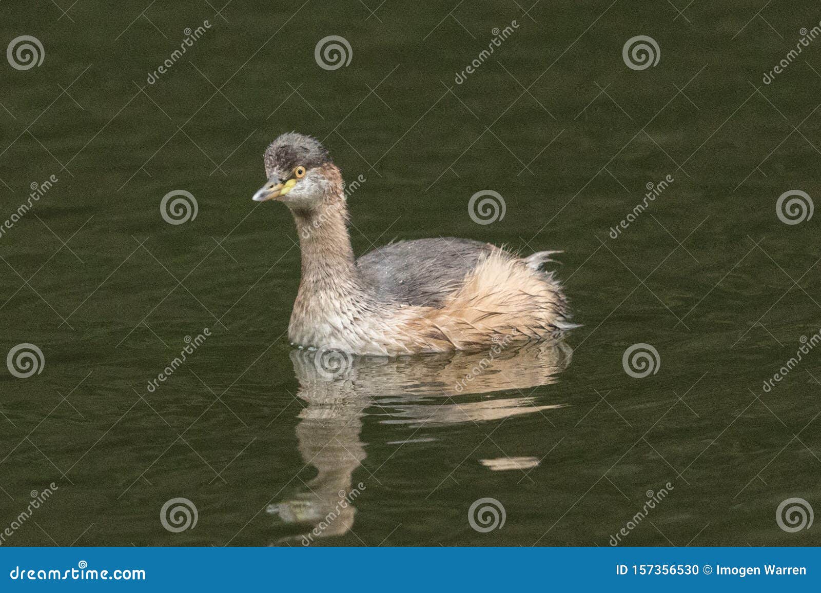 Australian Endemic Grebe stock photo. Image of australian - 157356530