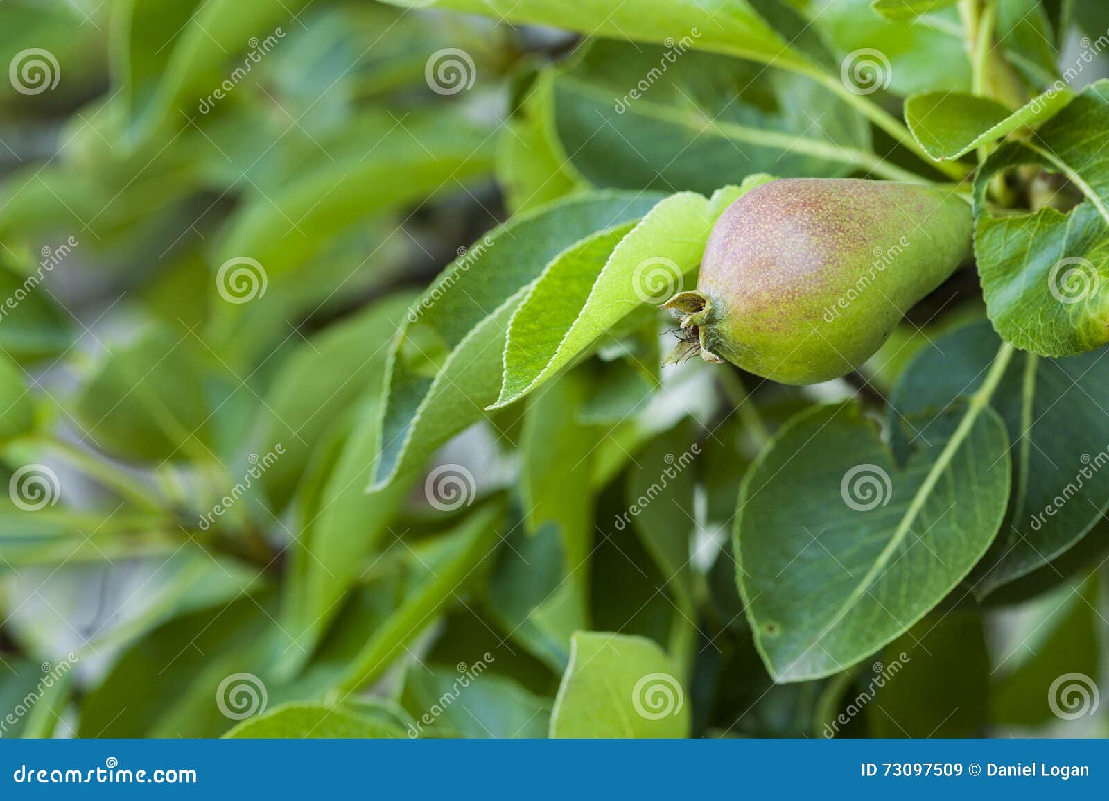 Small espalier pear stock image. Image of england, allen - 73097509