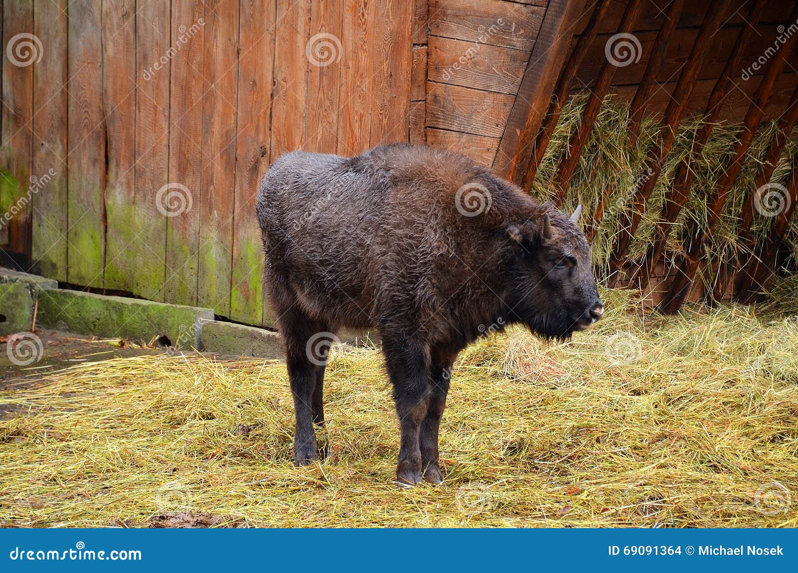 Small european bison stock photo. Image of park, european - 69091364