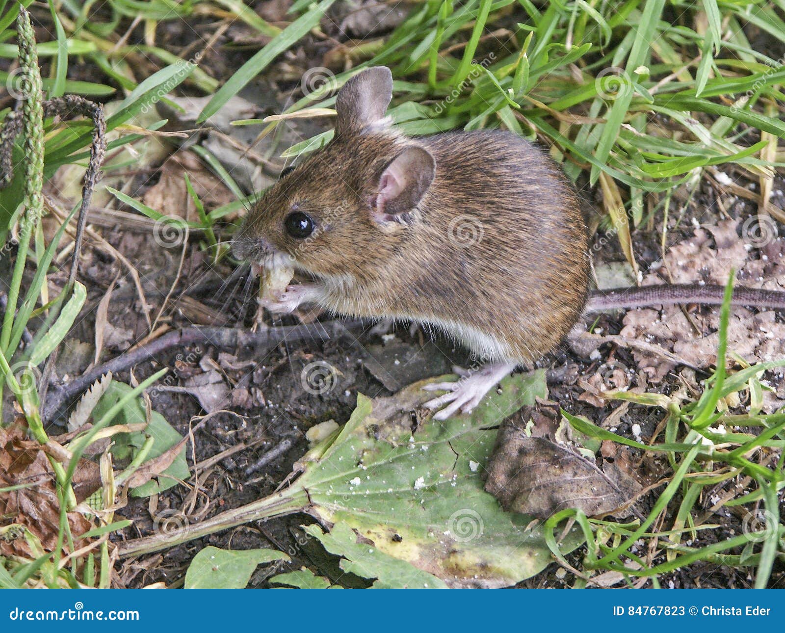 Small European Forest Mouse Stock Image - Image of snapshot, rodent ...