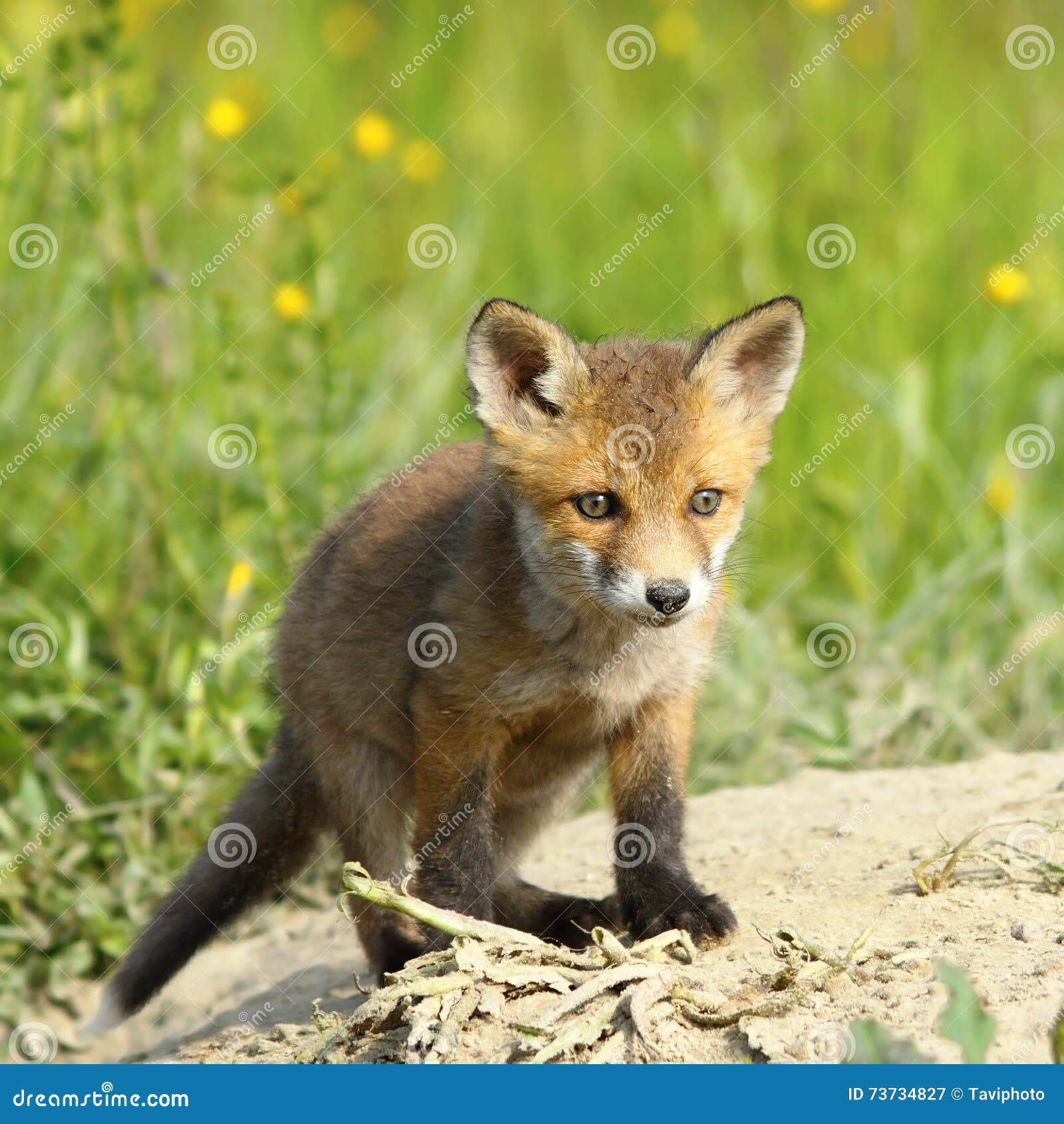 Small european fox stock image. Image of baby, mammal - 73734827