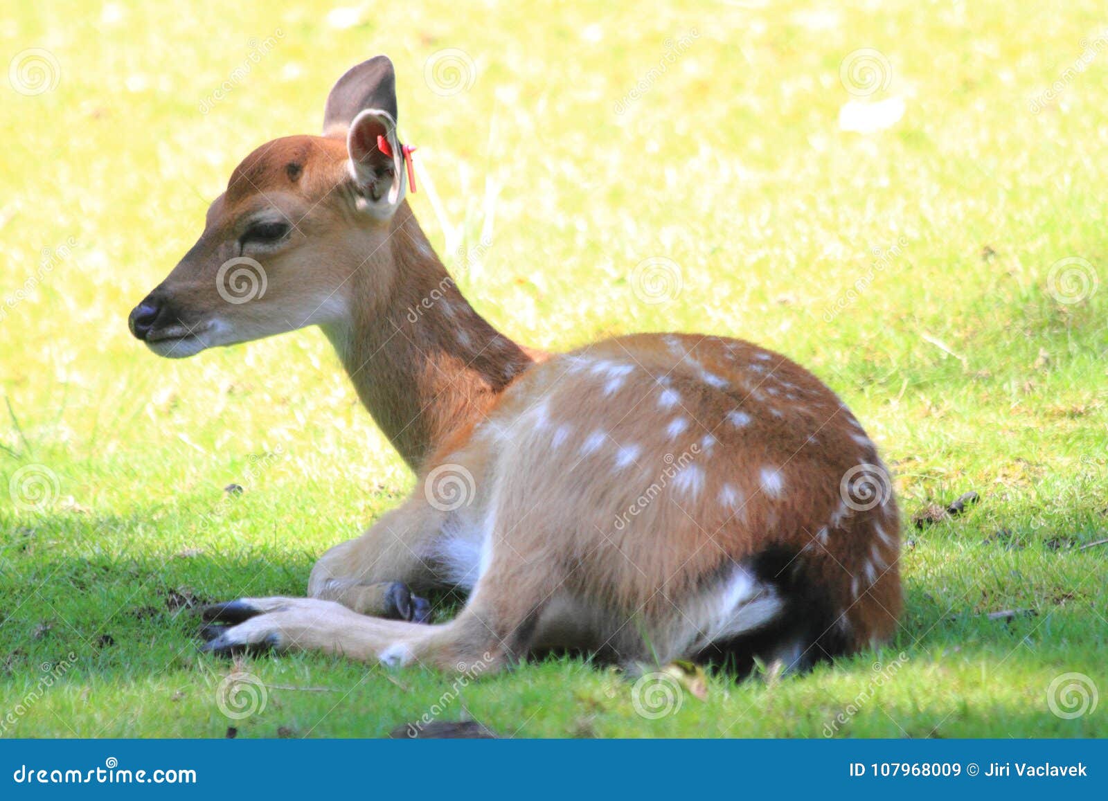 Small Exotic Deer (Elaphurus Davidianus) Stock Image - Image of ...