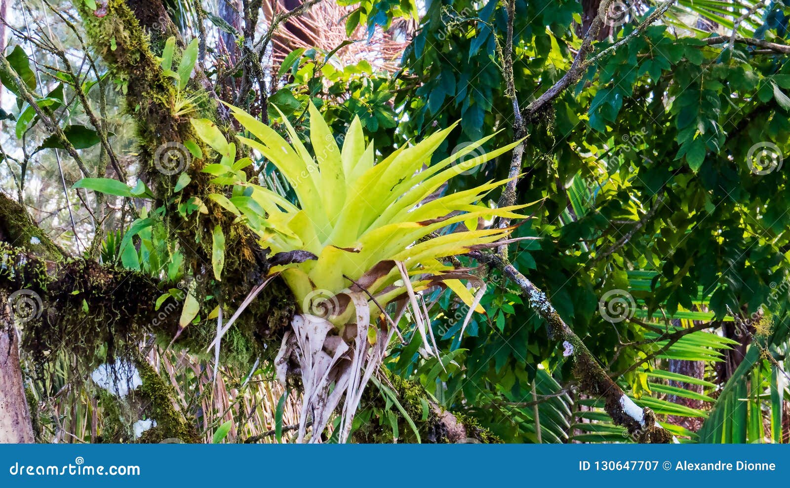 Exotic Plants Growing on a Tree Branch Stock Image - Image of grow ...