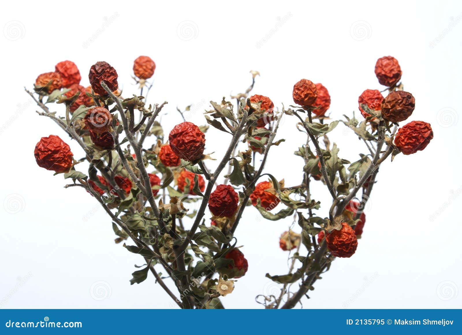Small faded tree stock image. Image of branchy, berry - 2135795