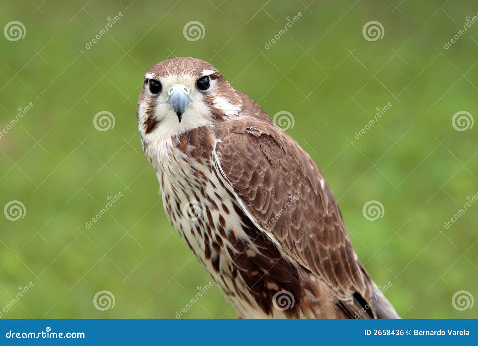 Small falcon stock photo. Image of nature, falcon, pretty - 2658436