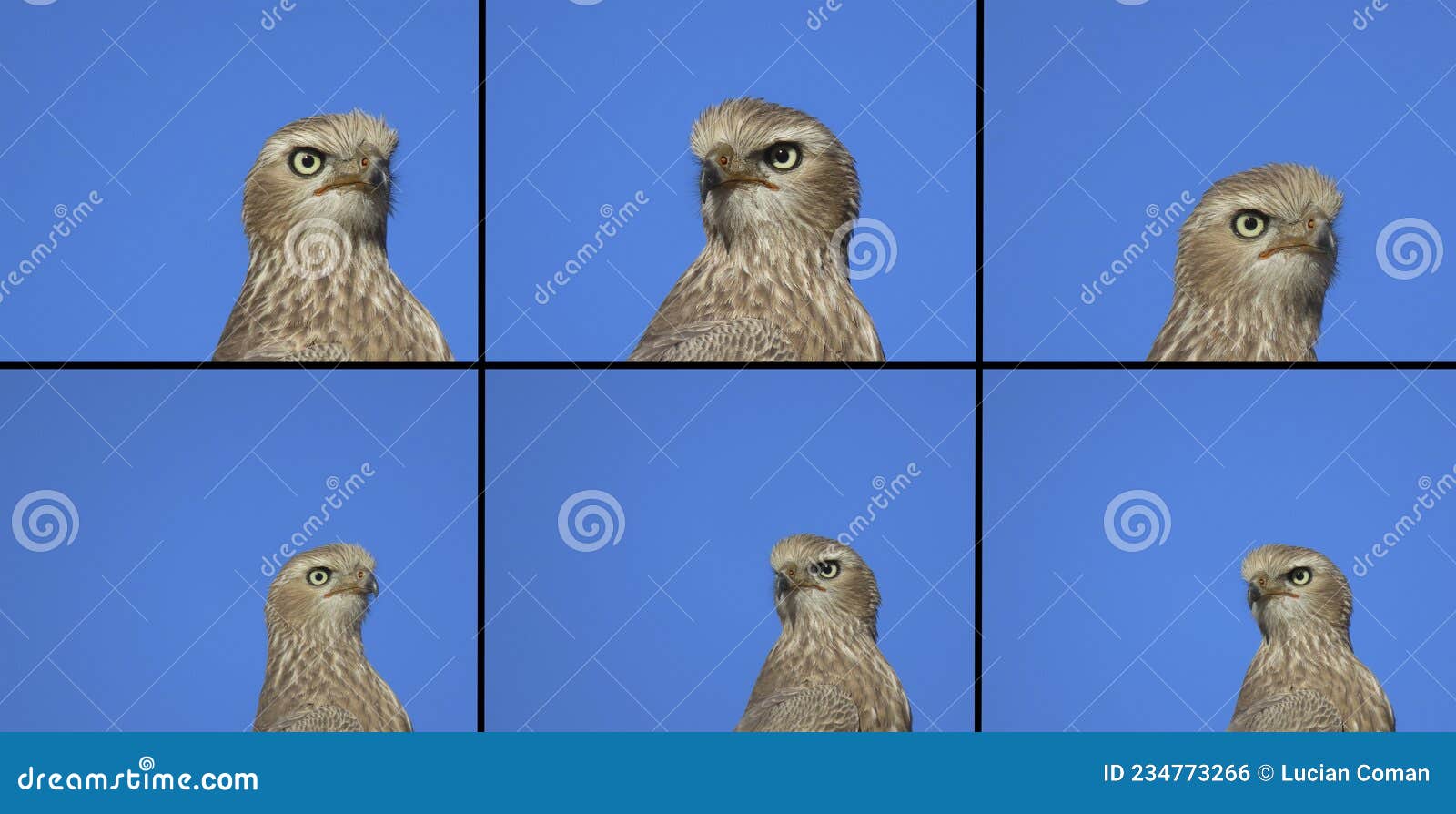 Small falcon stock photo. Image of head, natural, hunter - 234773266