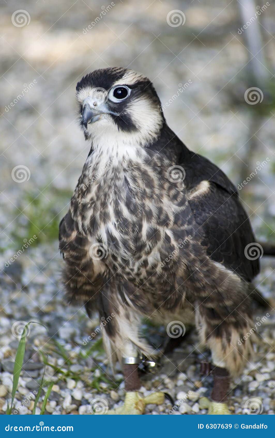 Small falcon in Poland stock image. Image of bird, nature - 6307639