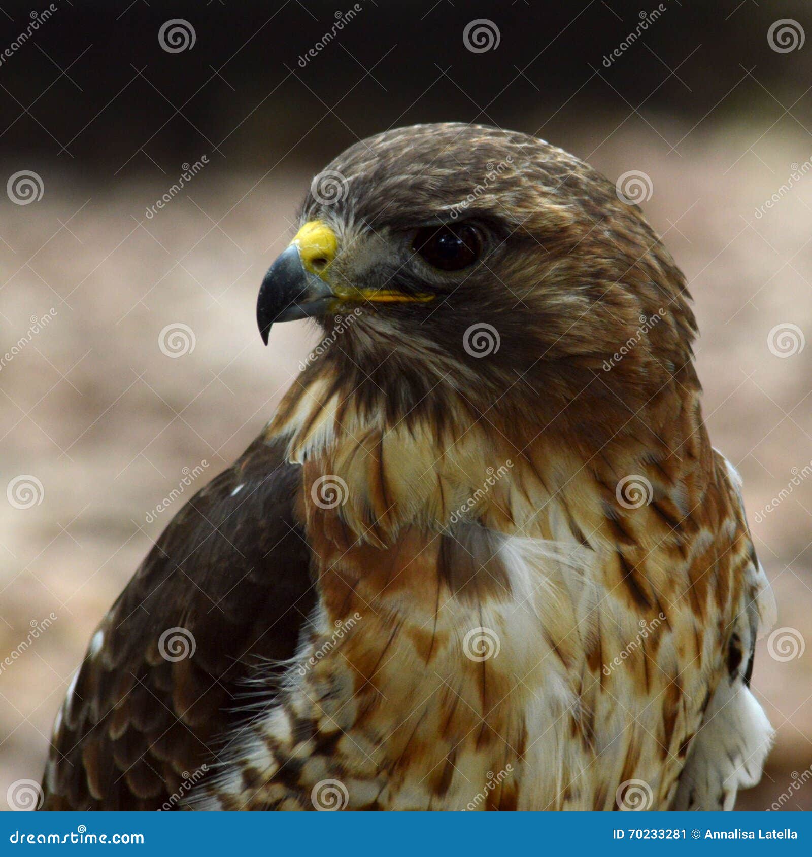 Small falcon in profile stock image. Image of dolls, wildlife - 70233281