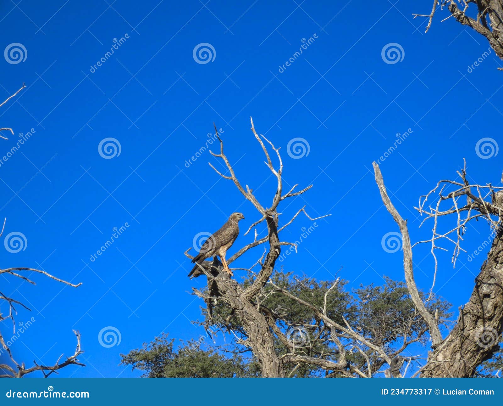 Small falcon stock image. Image of brown, habitat, hawk - 234773317