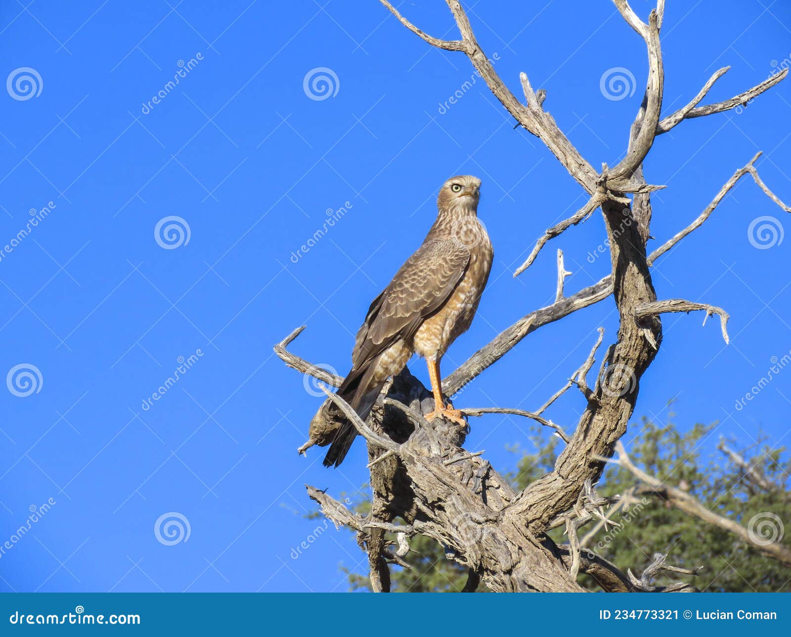 Small falcon stock image. Image of bird, brown, birds - 234773321
