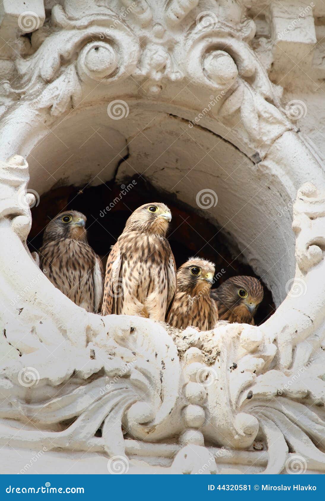 Small falcons stock image. Image of tinnunculus, falcon - 44320581