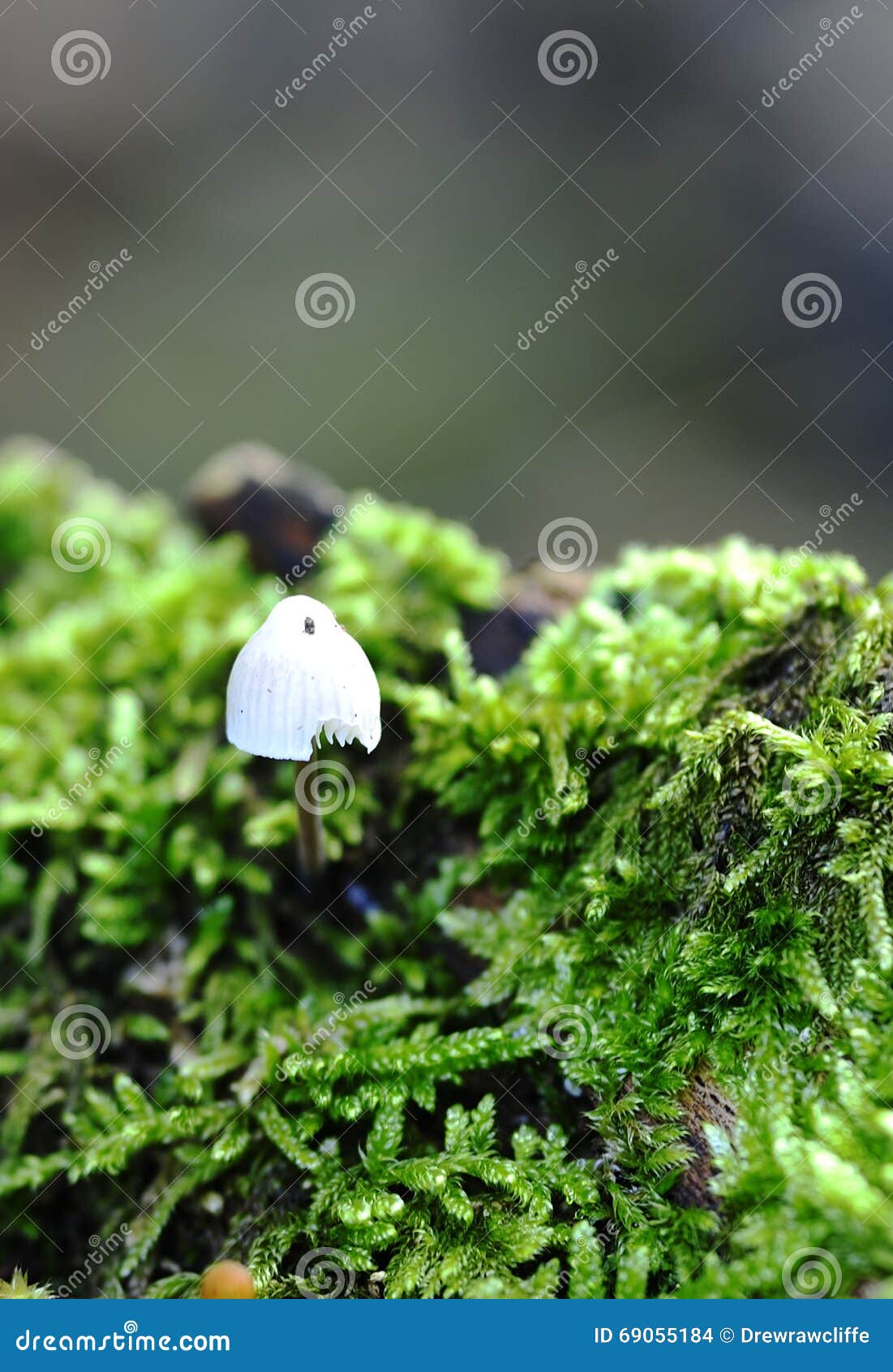 Small Fall Fungi stock photo. Image of leaves, brown - 69055184