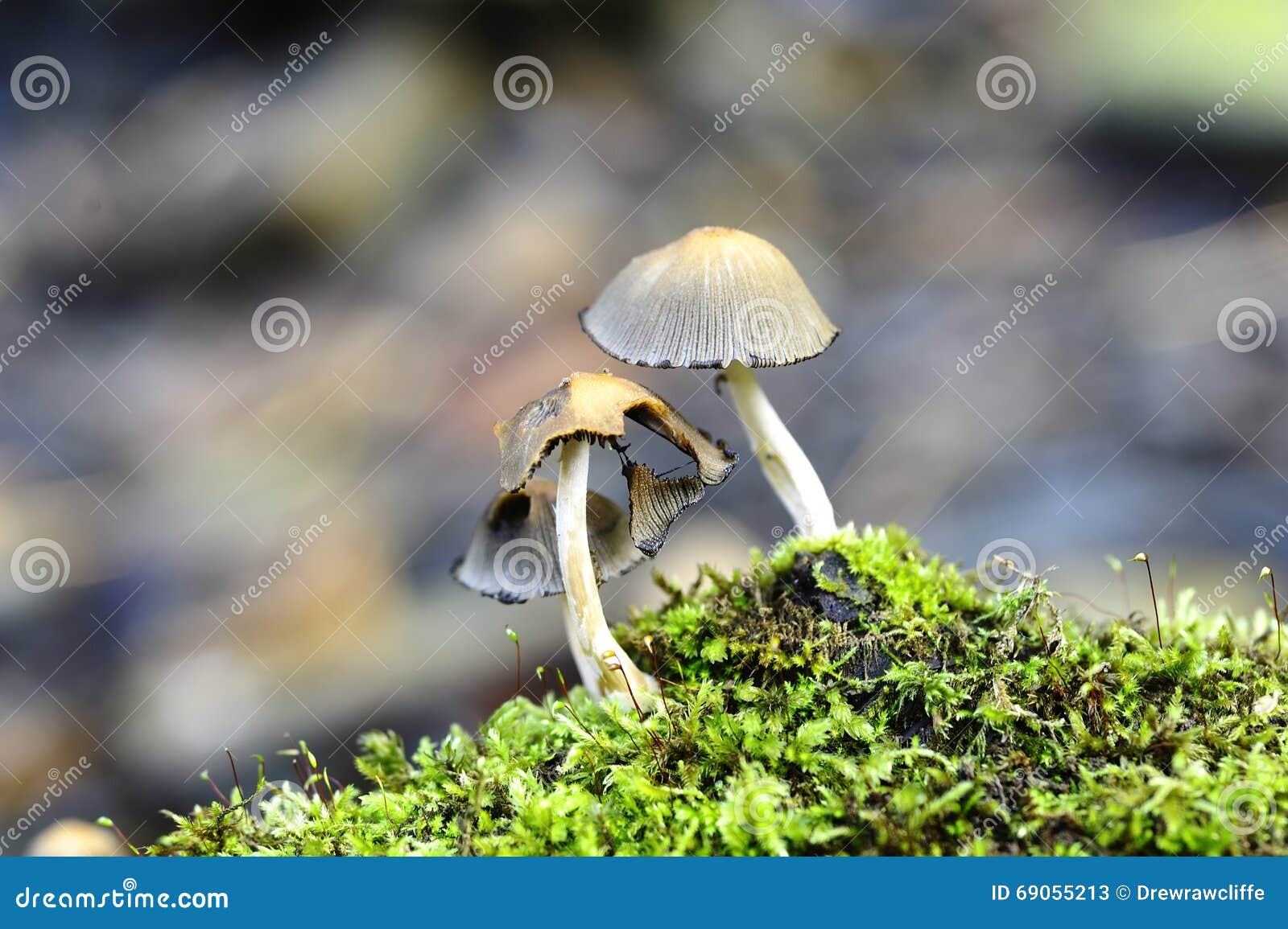 Small Fall Fungi stock image. Image of parkland, line - 69055213