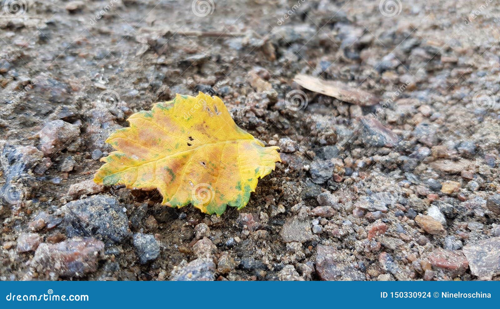 Small Fall Leaf with Jagged Edges on Grey Grainy Ground Background ...