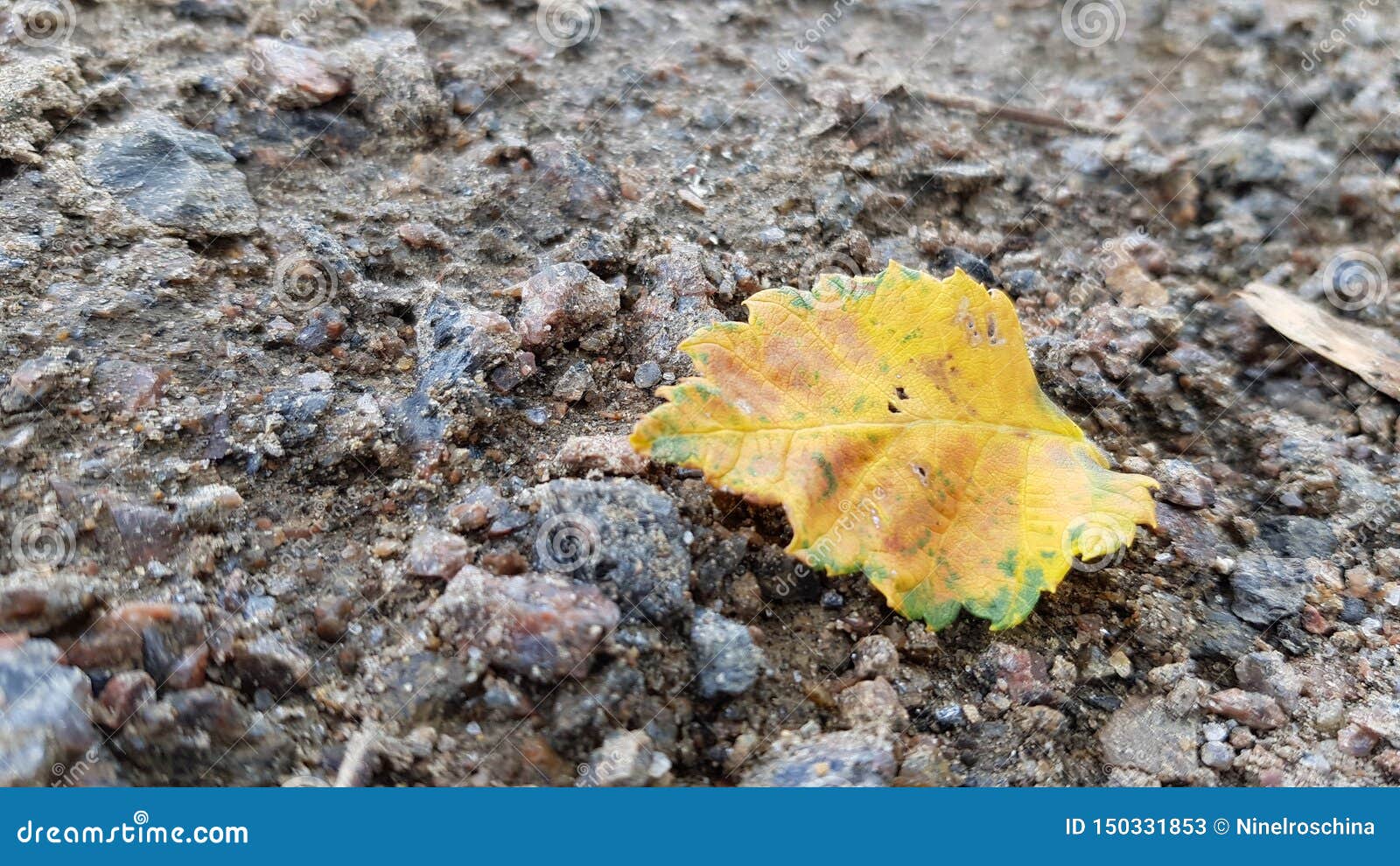 Small Fall Leaf with Jagged Edges on Grey Grainy Ground Background ...