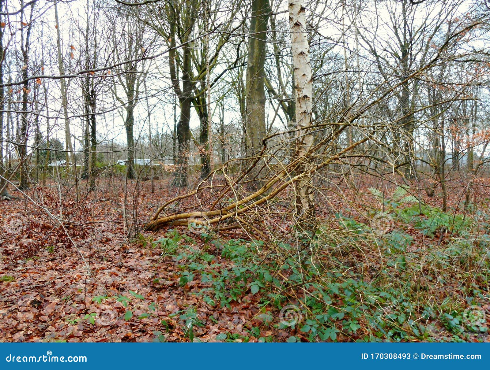 Small fallen tree stock image. Image of autumn, fallen - 170308493