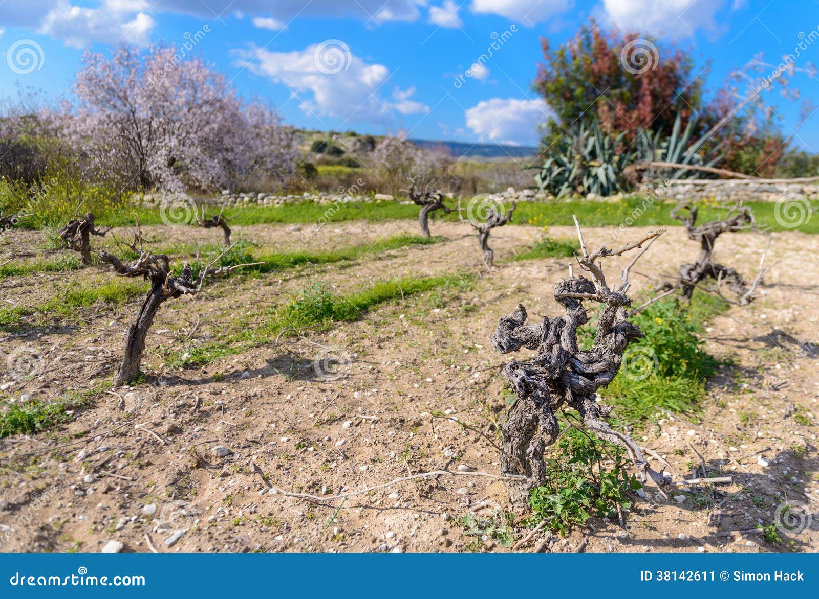 Small Family Vineyard in Cyprus 2 Stock Image - Image of hillside ...