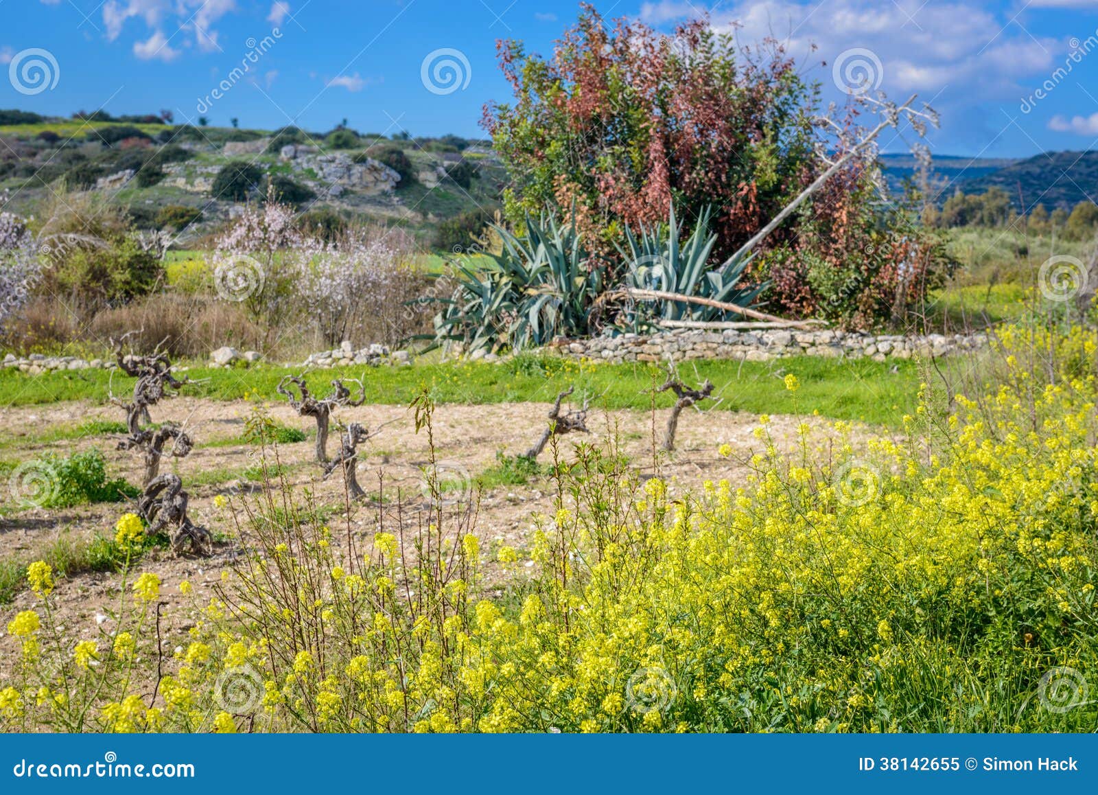 Small Family Vineyard in Cyprus Stock Image - Image of agriculture ...