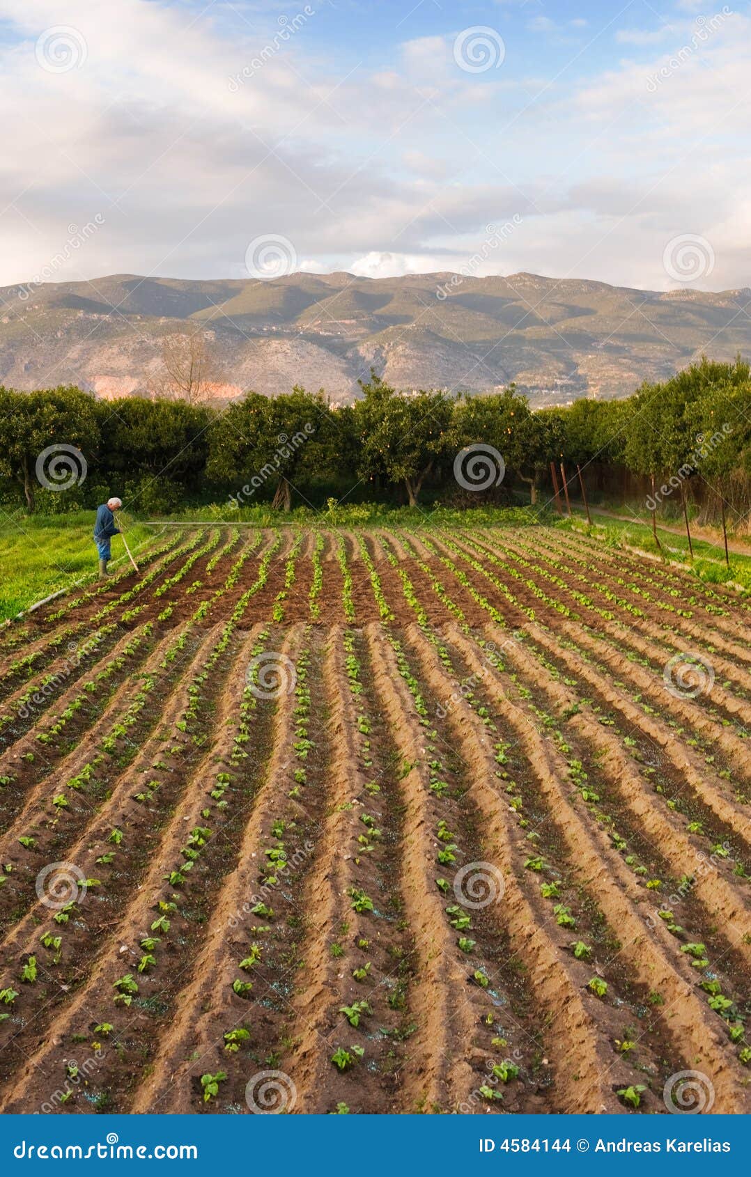 Small farm stock photo. Image of irrigation, field, tillage - 4584144