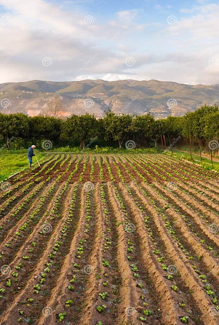 Small farm stock photo. Image of irrigation, field, tillage - 4584144