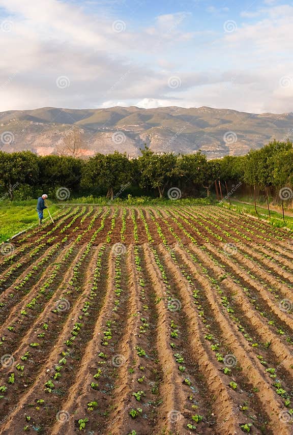Small farm stock photo. Image of irrigation, field, tillage - 4584144