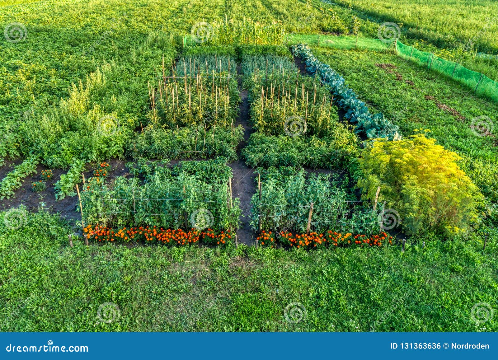 Small Farm Field, Growing Vegetables. Stock Photo - Image of outdoor ...