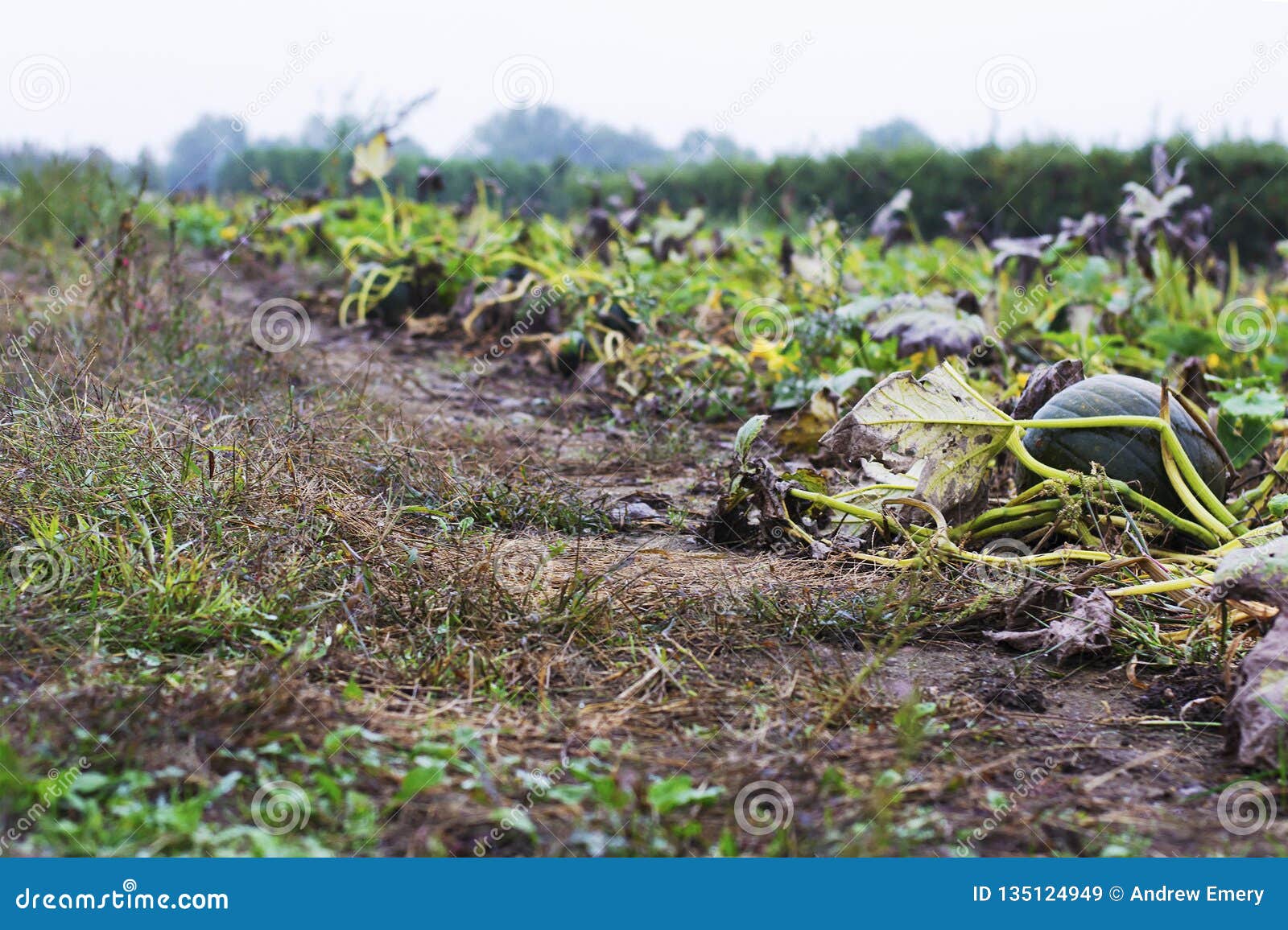 A Small Farm Growing in a Field Stock Image - Image of growth ...
