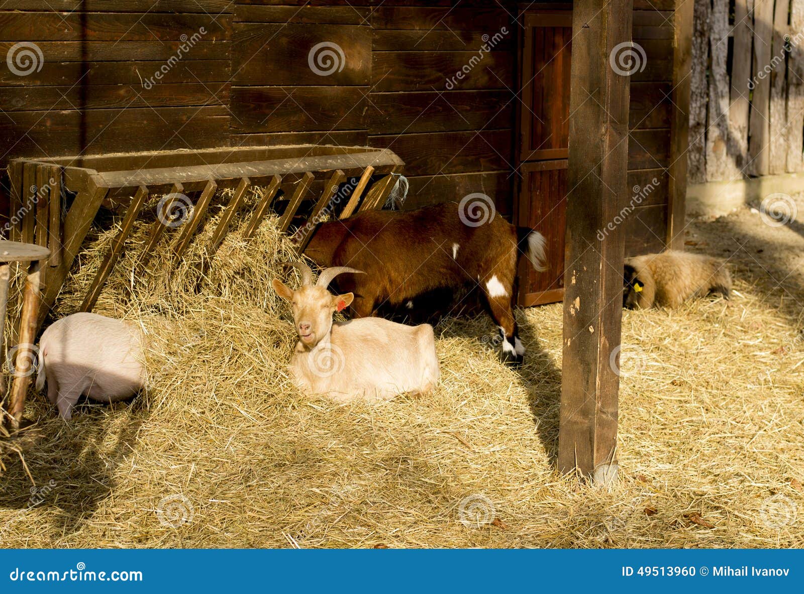 Small farm stock photo. Image of little, animal, cute - 49513960