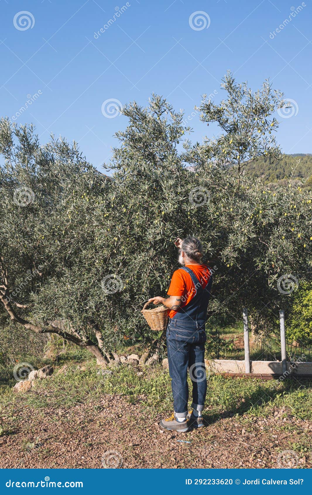 Small Farmer Picking Olive Harvest by Hand Stock Photo - Image of ...
