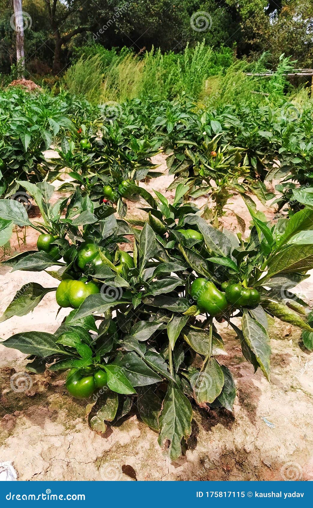 Small farming of capsicum stock image. Image of ingredient - 175817115
