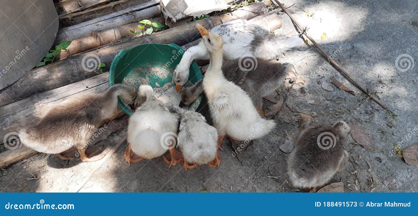 Small Farming of Village People, Stock Image - Image of comill, farming ...