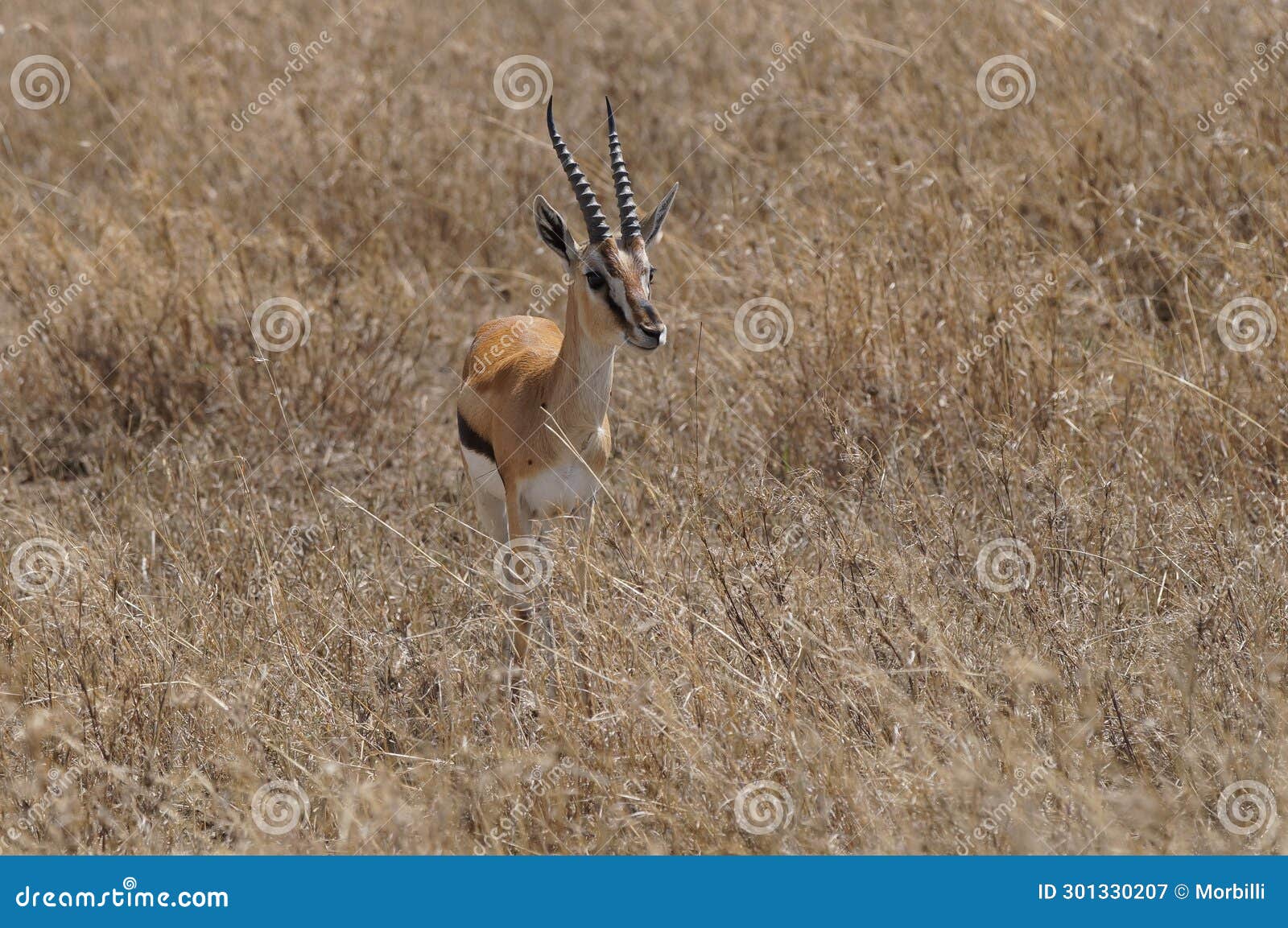 A Small Fast Antelope Thomson S Gazelle Stock Image - Image of antelope ...