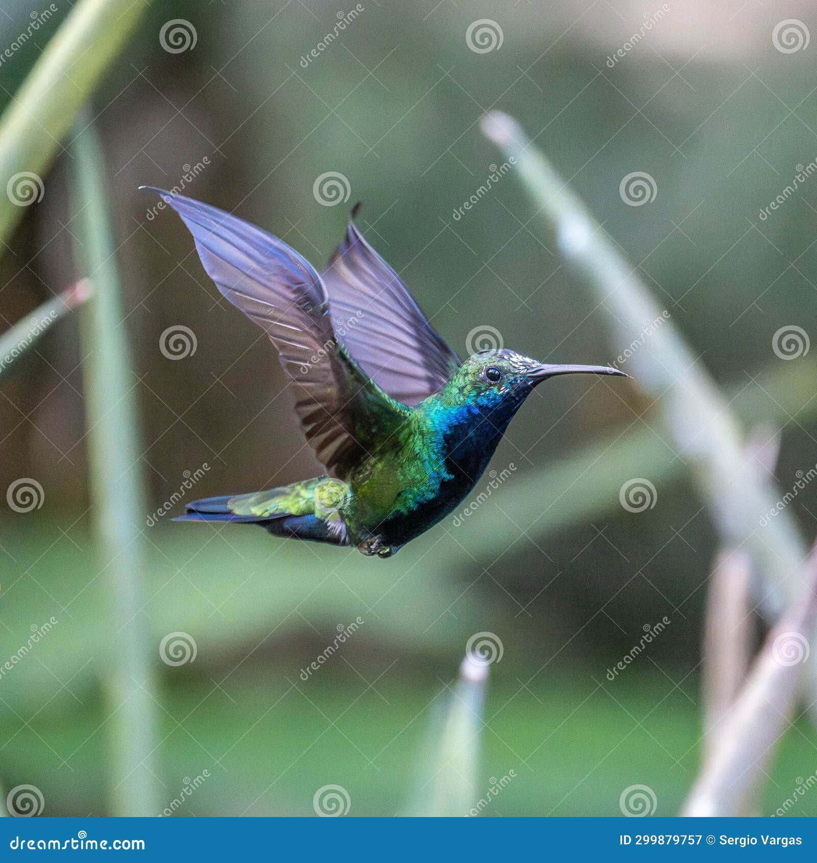 A Small and Fast Hummingbird Flying Stock Image - Image of branch ...