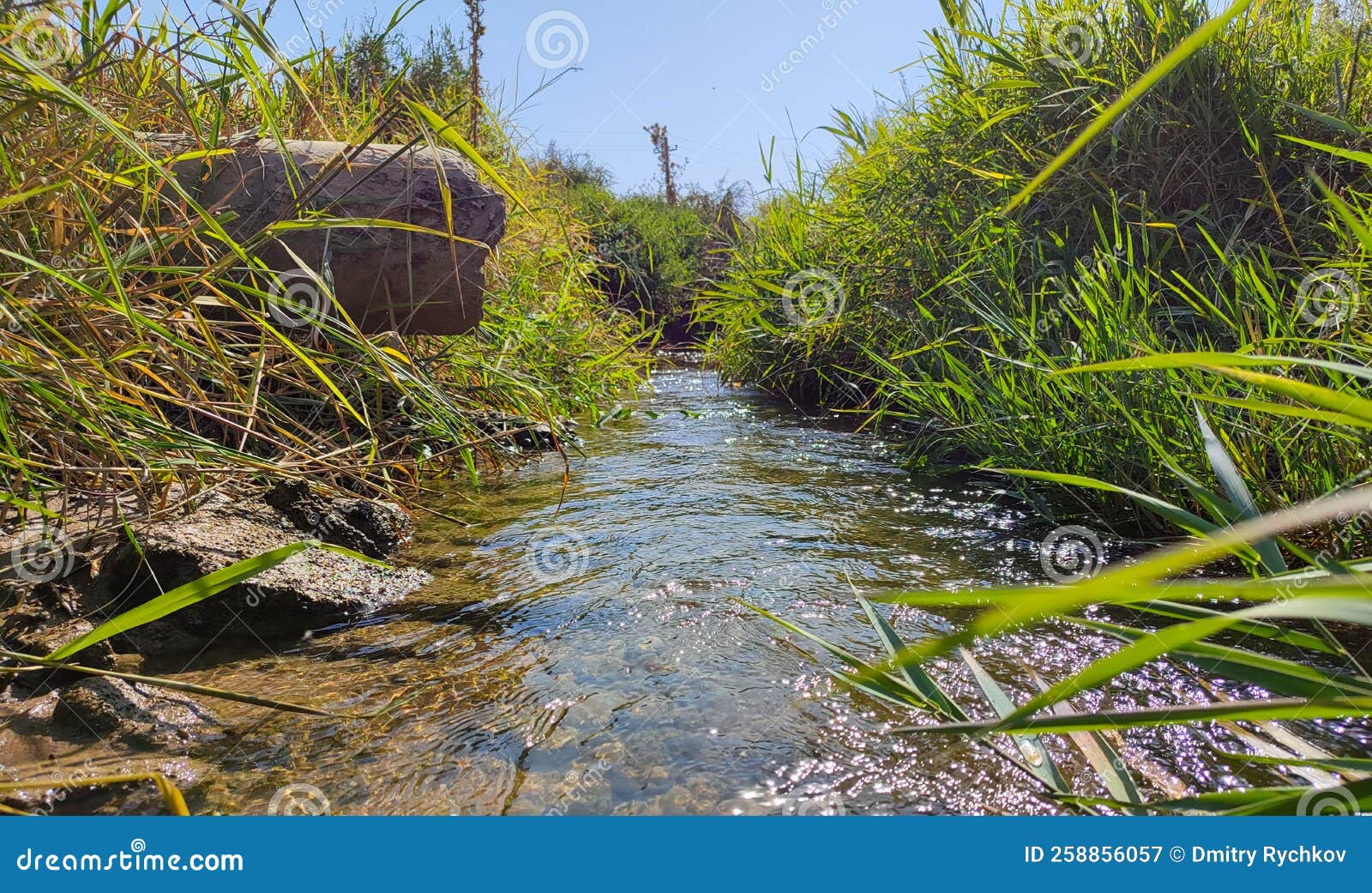 A Small and Fast Stream in the Grass. Stock Image - Image of jungle ...