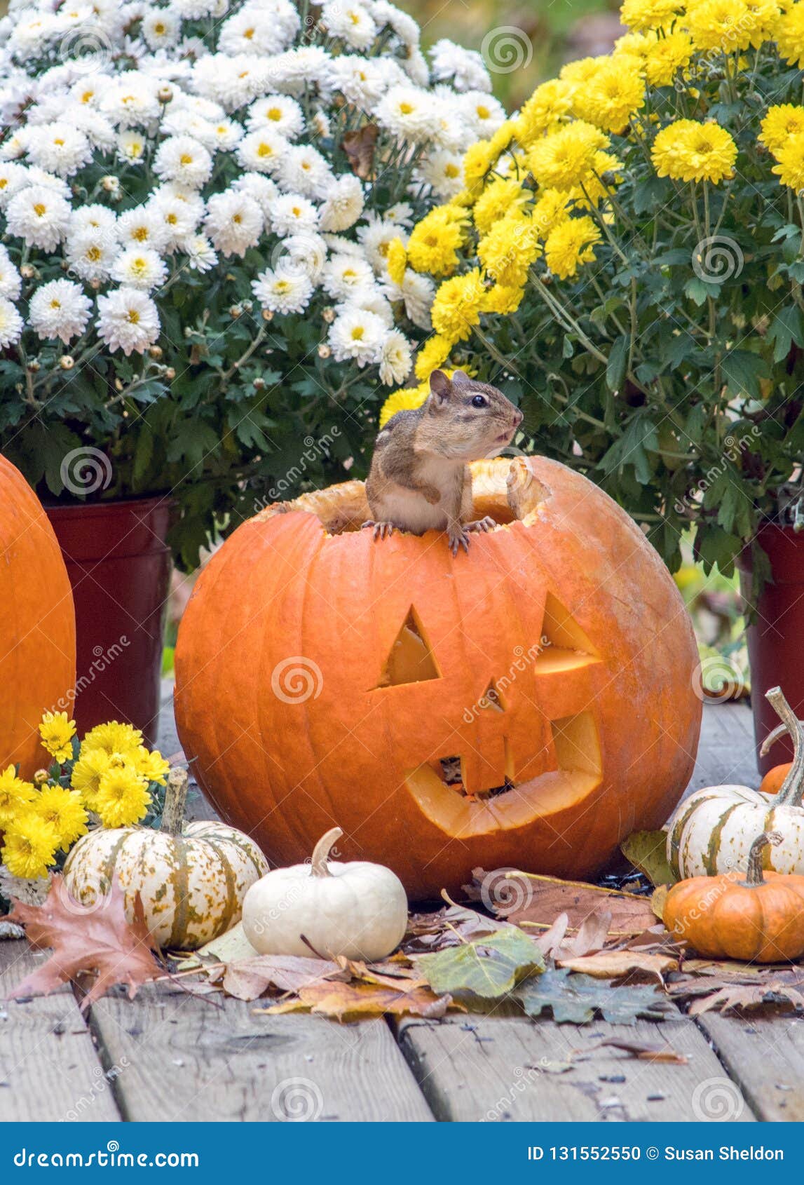 Small Fat Chipmunk Scurries Over Pumpkin Stock Photo - Image of nature ...