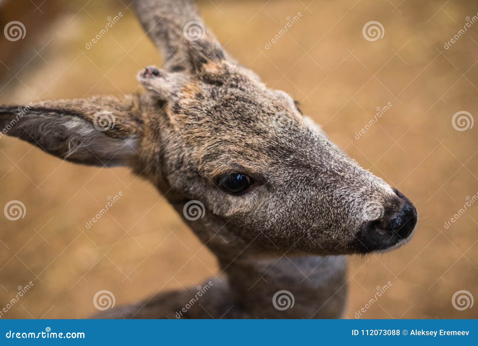 Small Fawns Look at the Frame Stock Photo - Image of fawn, beautiful ...