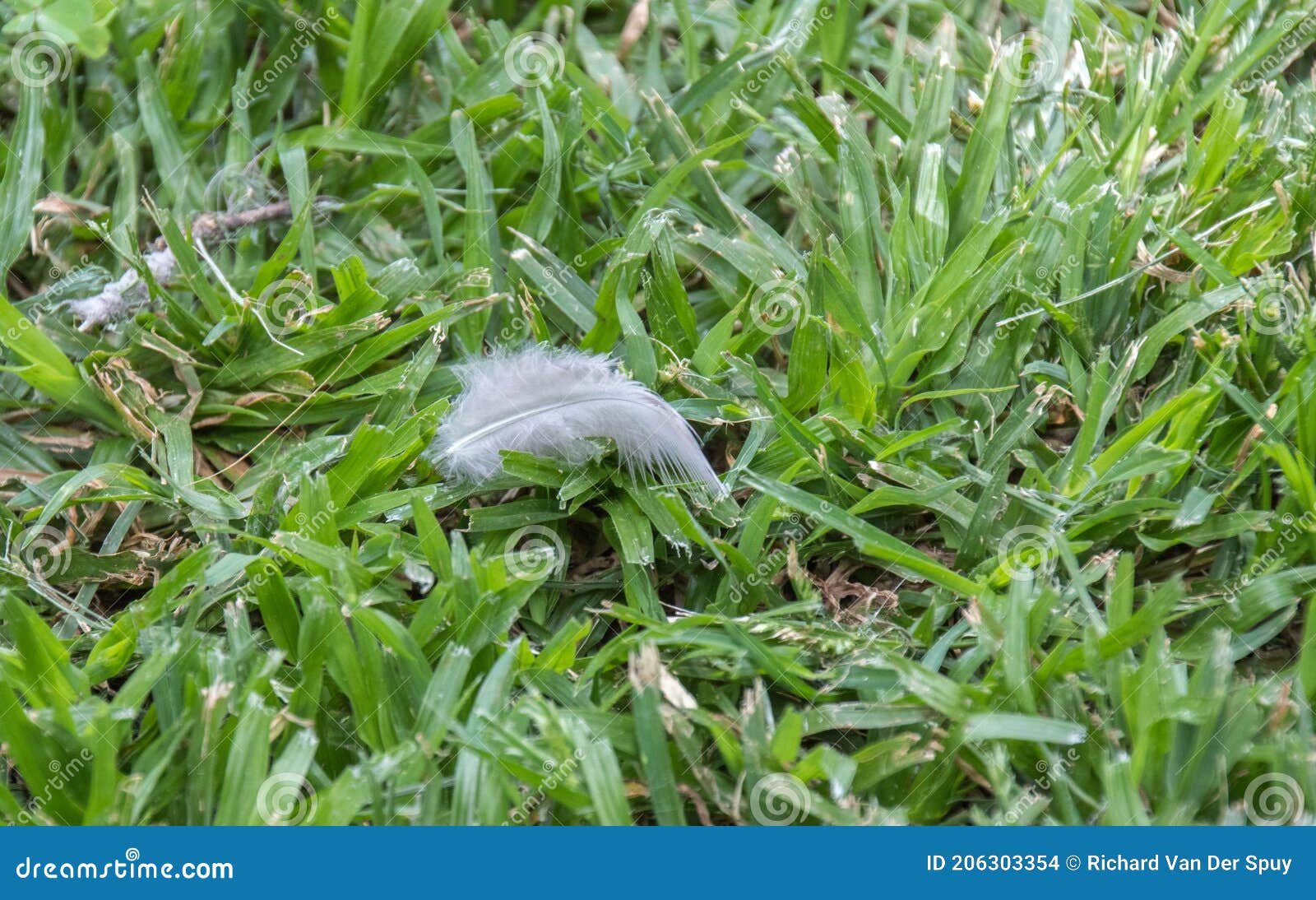 Small Feather on Green Grass Stock Photo - Image of board, setting ...