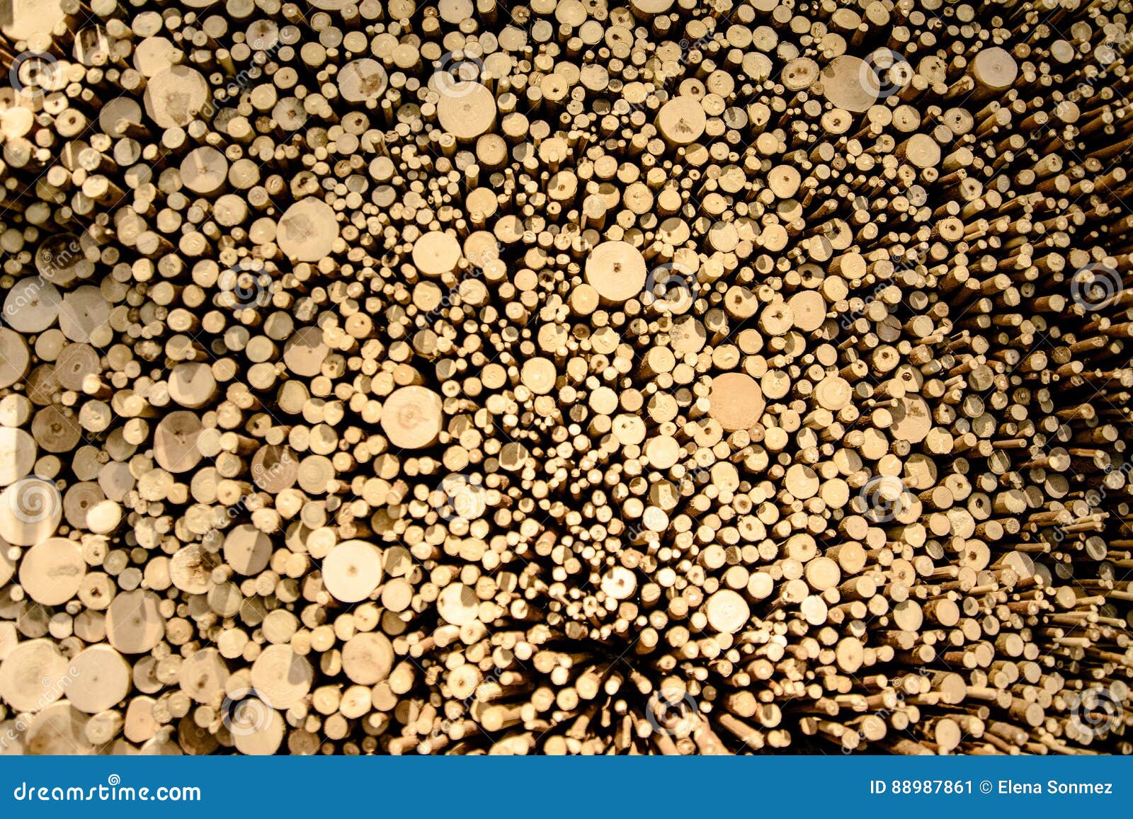 Small Felled Hemp, Branches are Exhibited Near a Different Height for ...