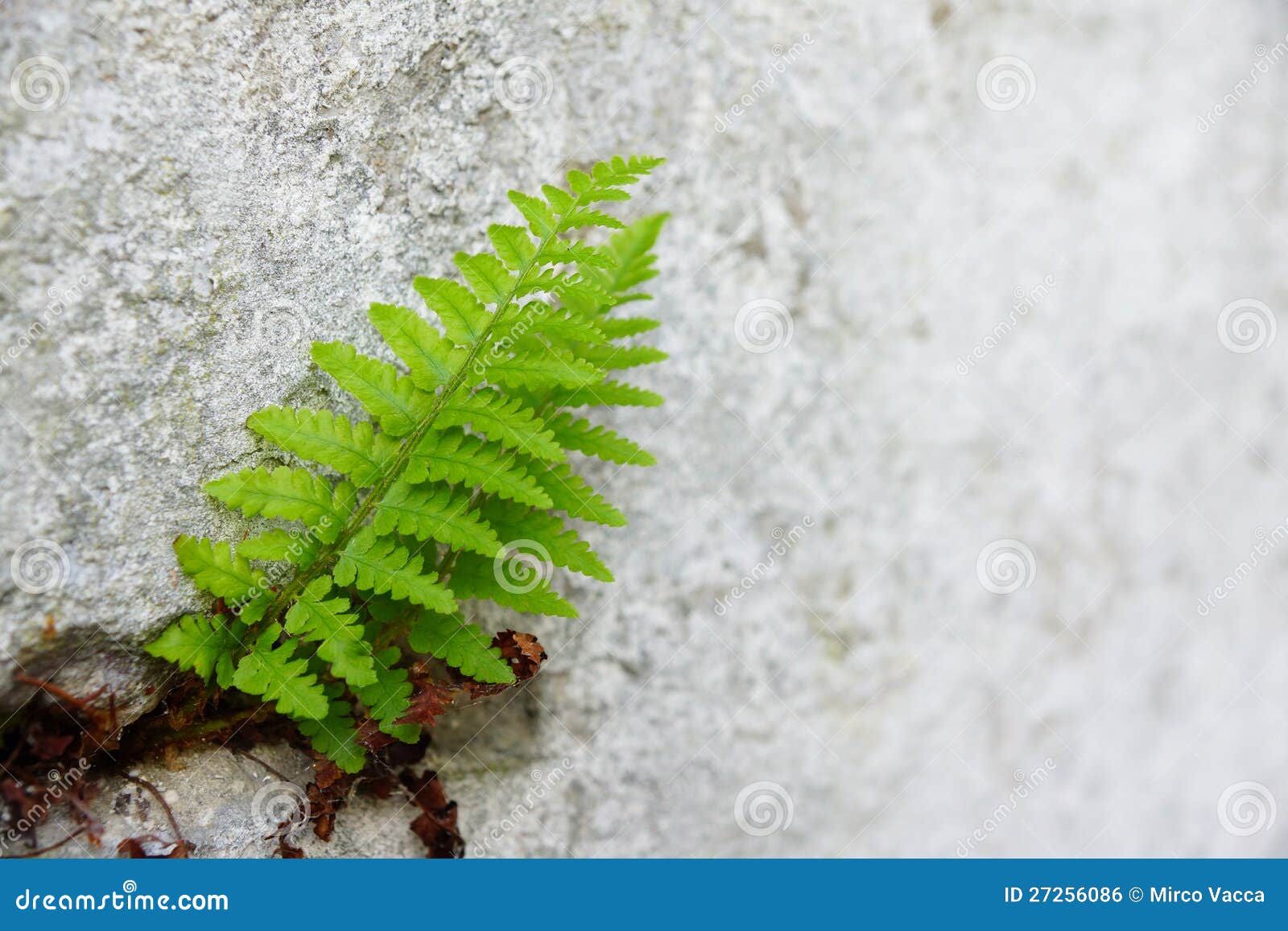 Small fern stock photo. Image of nature, fern, flora - 27256086