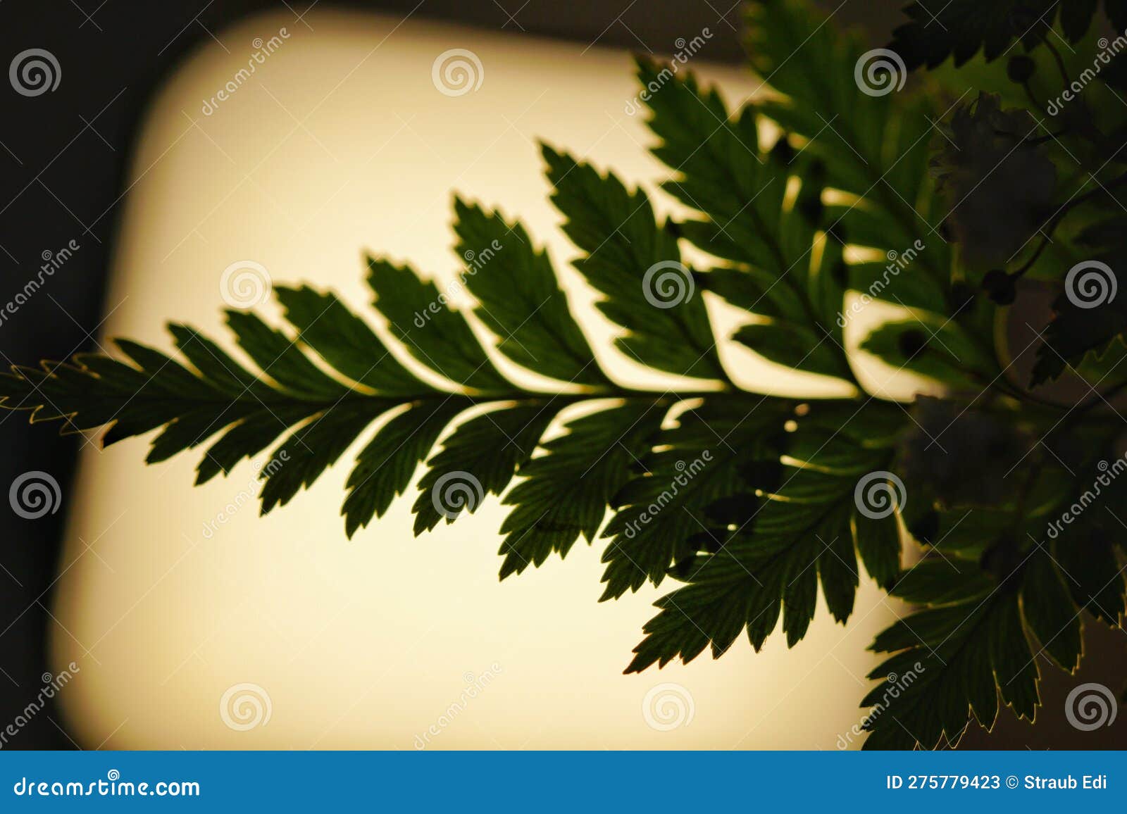 Small fern and backlight stock image. Image of small - 275779423
