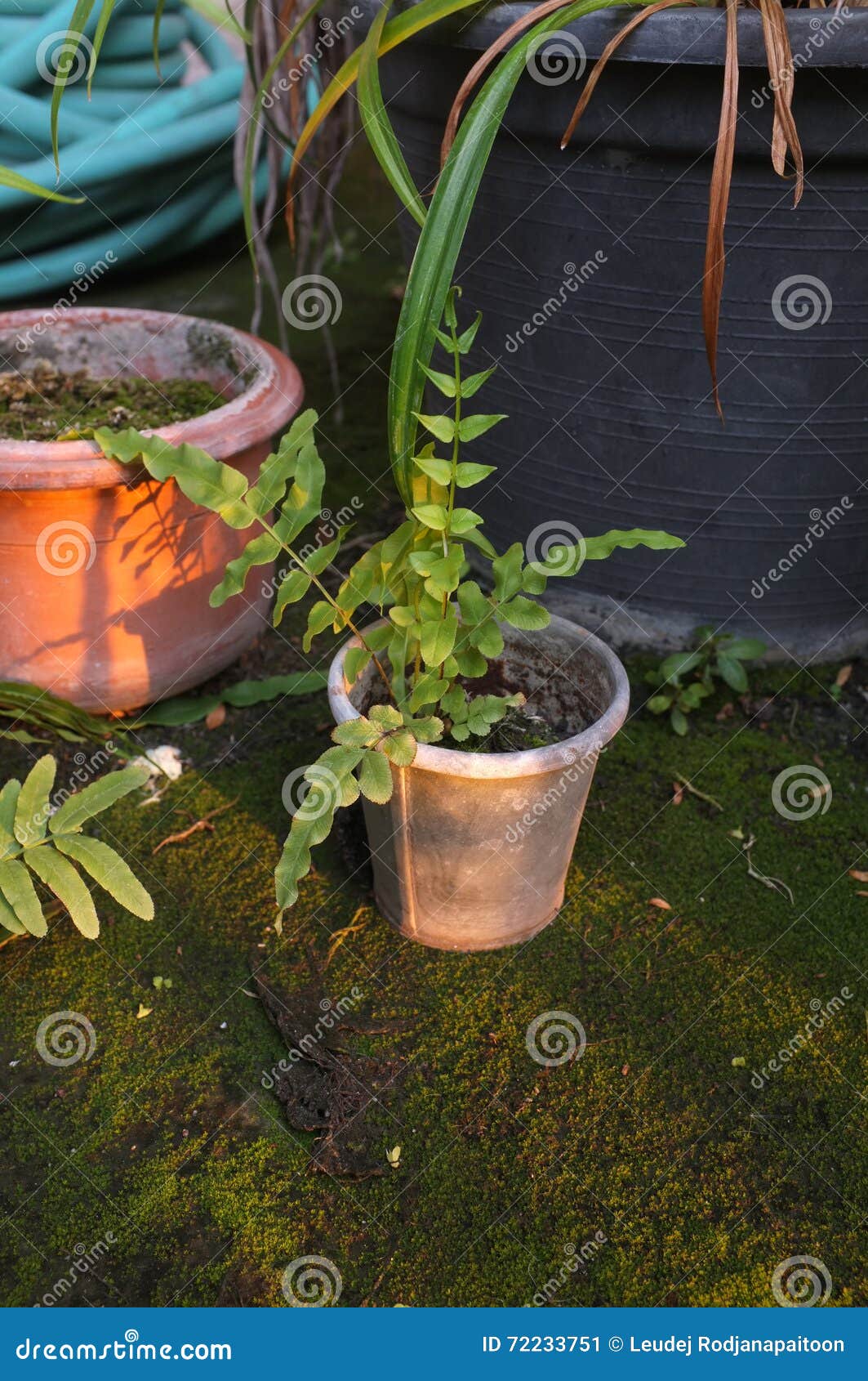 Small fern in garden pot stock image. Image of plant - 72233751