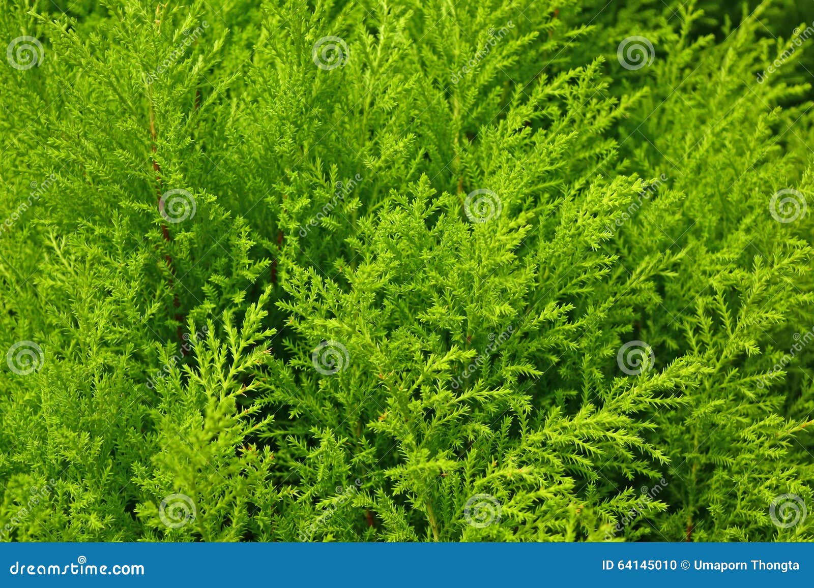 Small Fern stock photo. Image of chlorophyll, moss, green - 64145010
