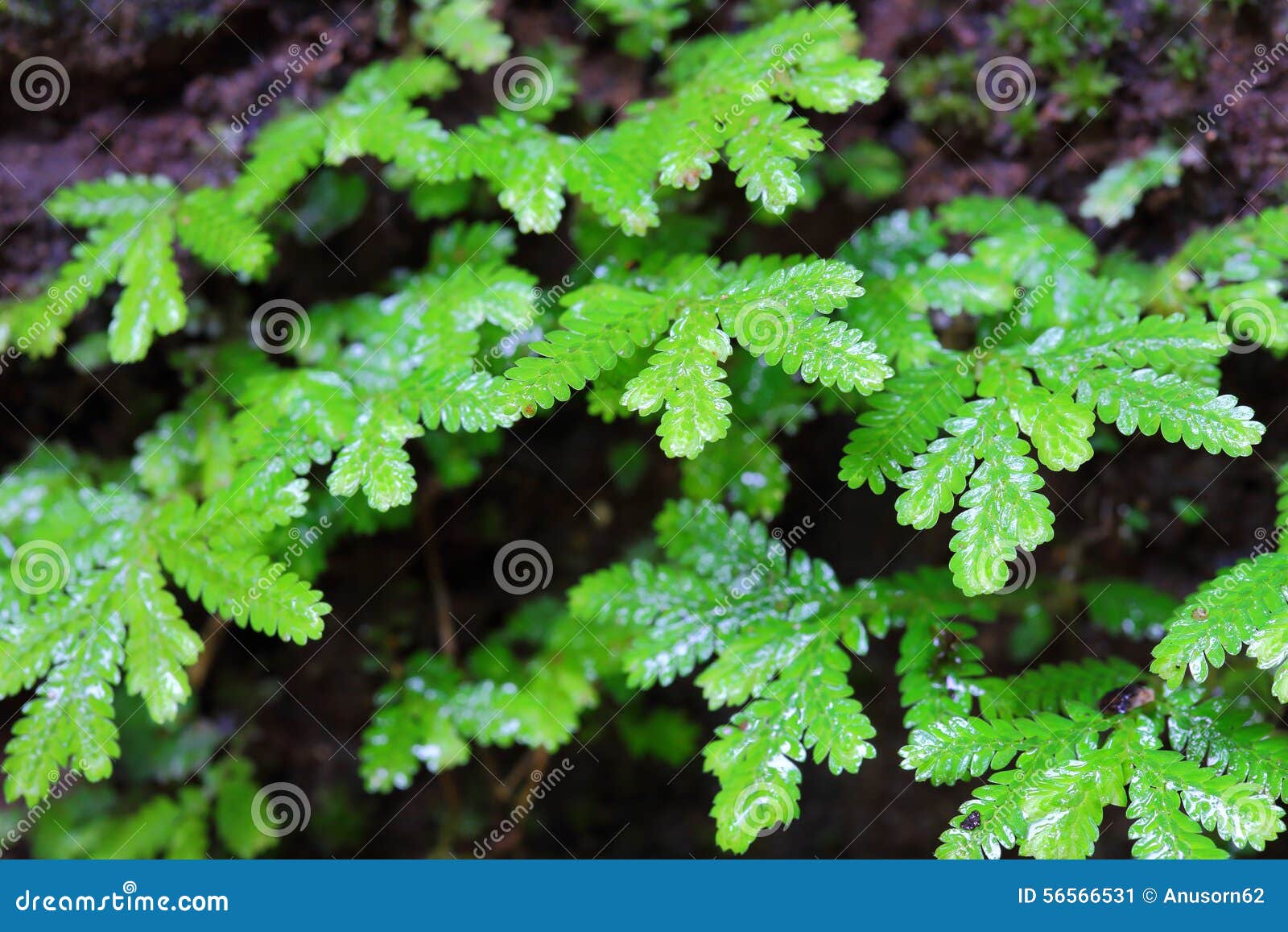 Small fern leaves stock image. Image of leaves, rainforest - 56566531
