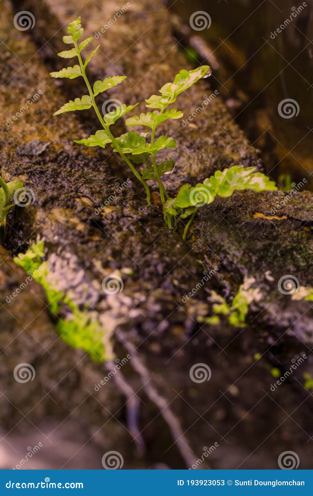 A Small Fern on the Succulent Rock of Water Stock Image - Image of ...