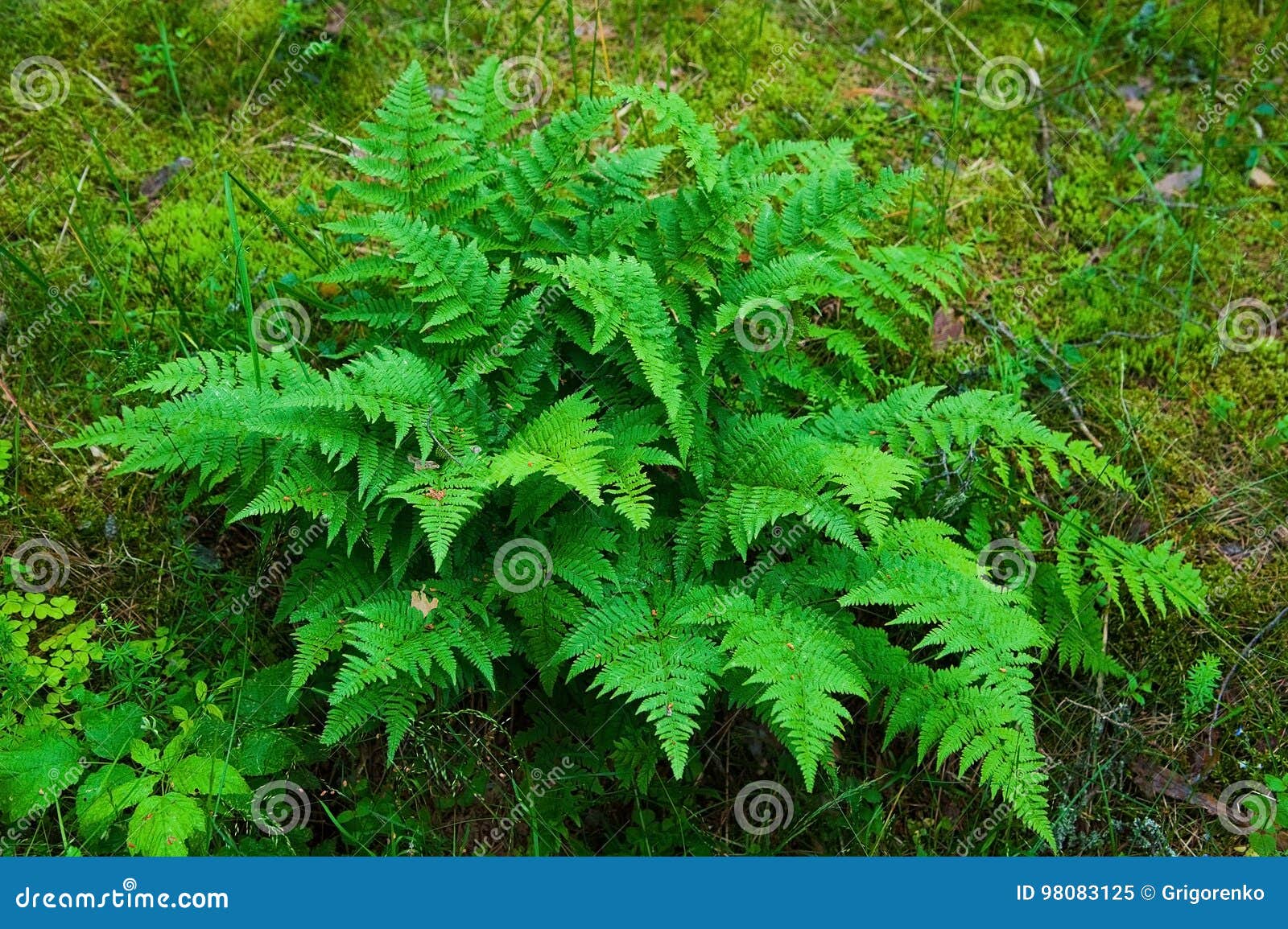 Small Fern Tree in the Forest Stock Image - Image of foliage, green ...