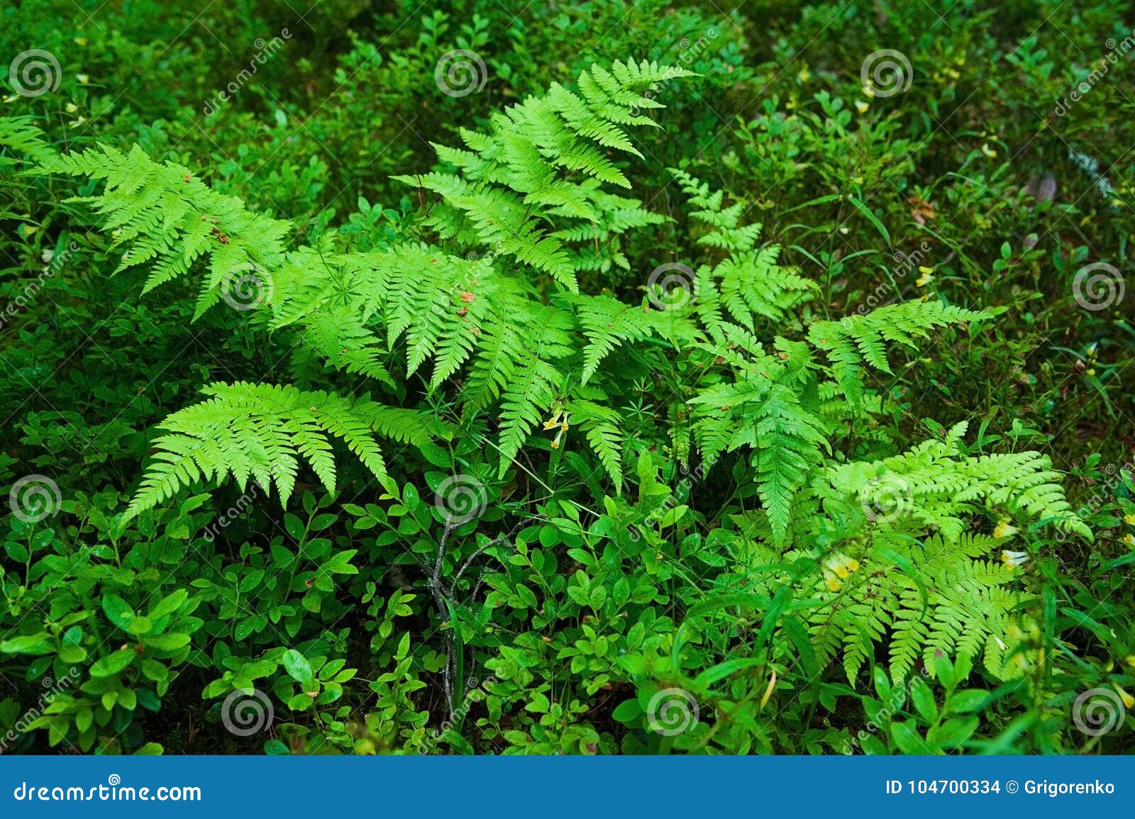 Small Fern Tree in the Forest Stock Photo - Image of grass, plant ...
